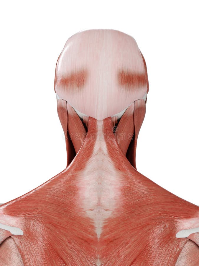 The head and neck muscles stock illustration. Illustration of healthy ...