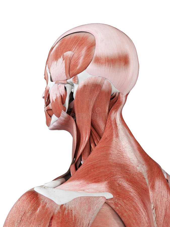 The head and neck muscles stock illustration. Illustration of accurate ...