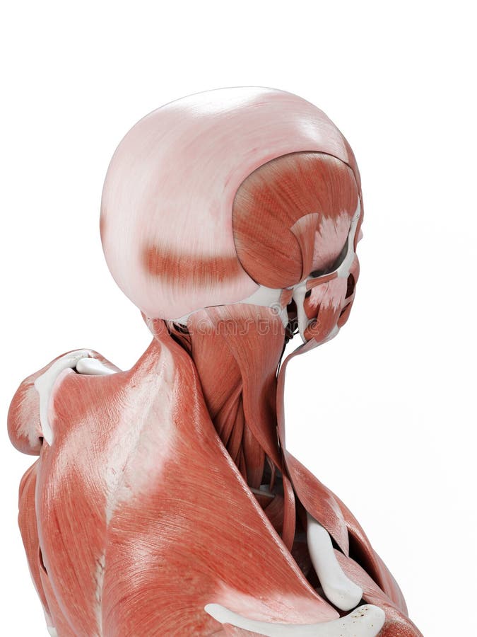 Head And Neck Muscles Labeled Anatomical Diagram, Facial Vector ...