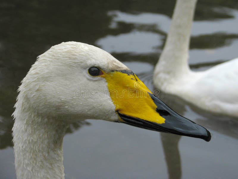 Head and neck of the swans stock photo. Image of ecology - 17050726
