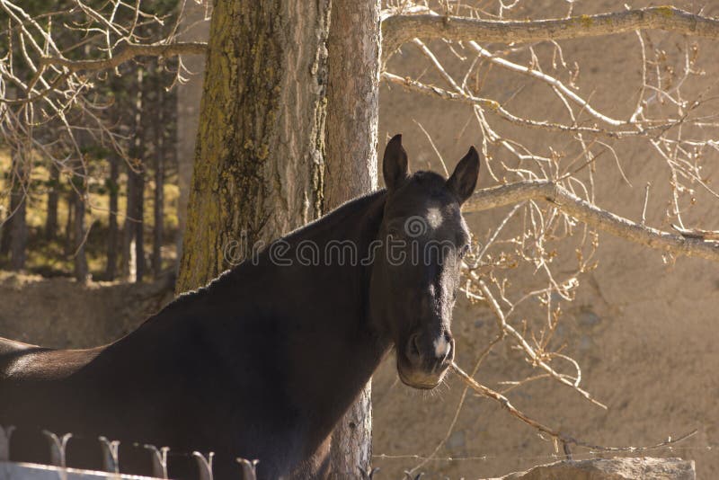 The Head of a Nice Black Horse Stock Image - Image of equine, horse ...