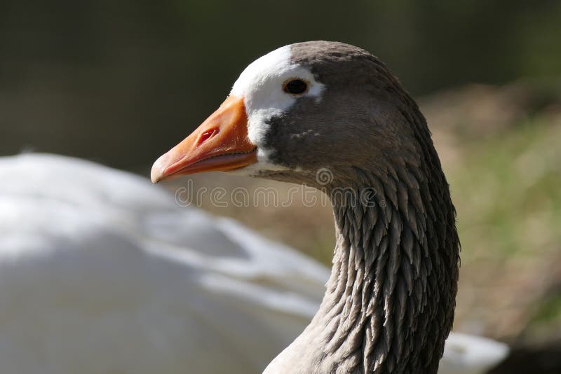 Head of a nice goose stock photo. Image of waterfowl - 183873504