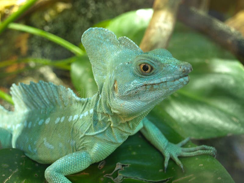The green lizard. stock photo. Image of caiman, central - 115239428
