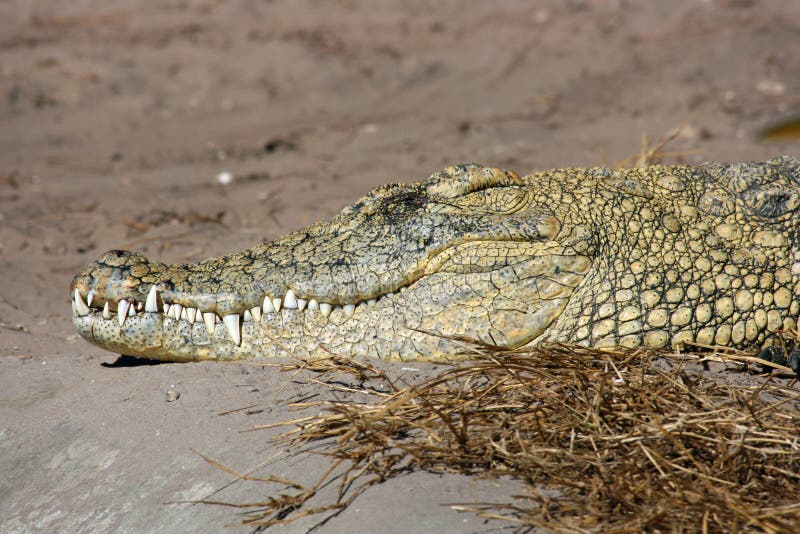 Head of Nile Crocodile stock image. Image of predator - 25934409