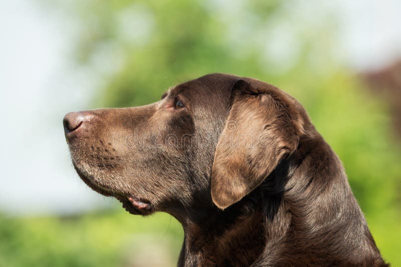 Head of an Old Brown Labrador Retriever Stock Photo - Image of cute ...
