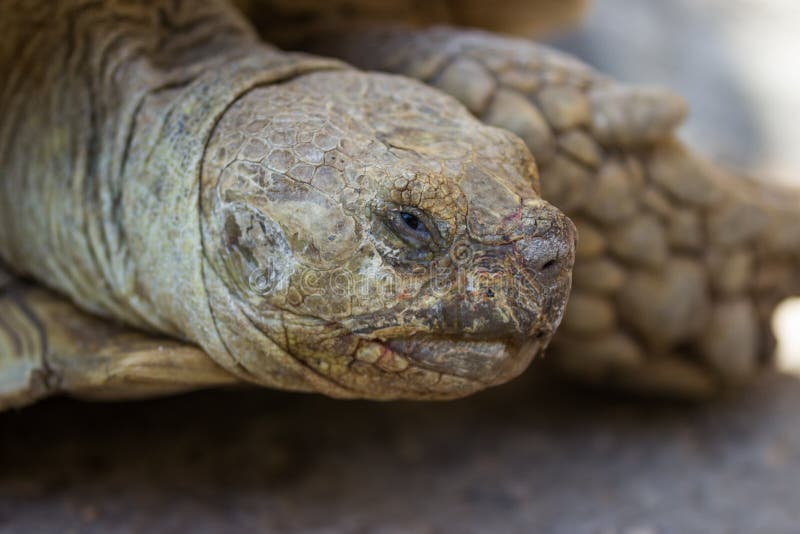 The Head of Old Turtle in the Wild Stock Image - Image of matutinal ...