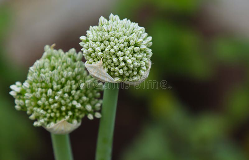 The Head of an Onion Inflorescence Stock Image - Image of branch ...