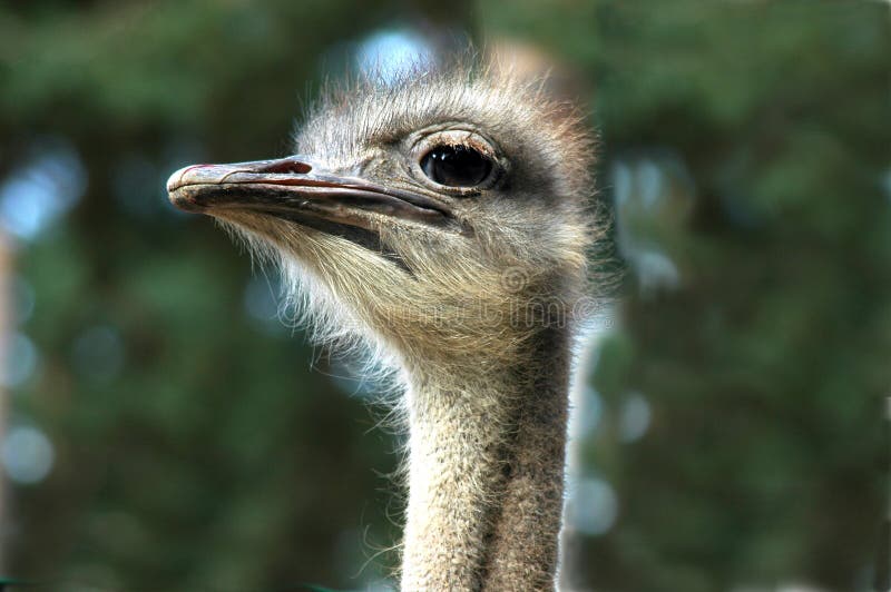 A head of an ostrich stock image. Image of portrait, feather - 10801539