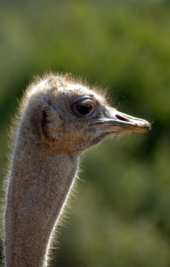 Face of Ostrich stock photo. Image of long, funny, look - 1997742