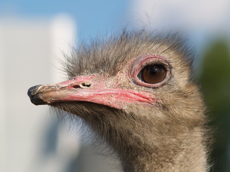 Ostrich close-up stock image. Image of look, eyesight - 100014235