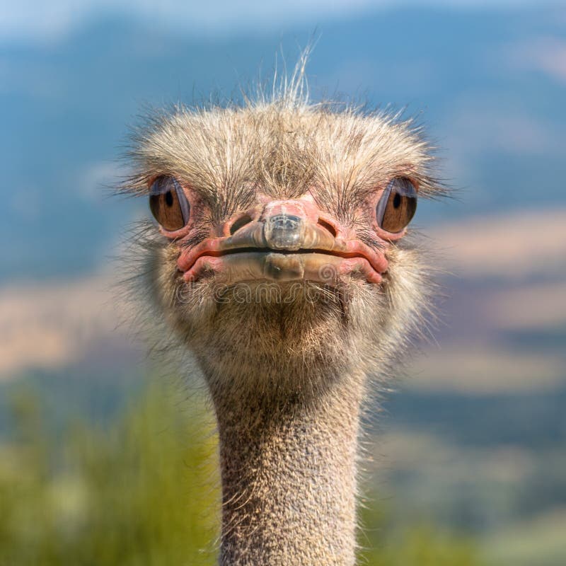 Ostrich head. stock image. Image of neck, africa, fauna - 16817829