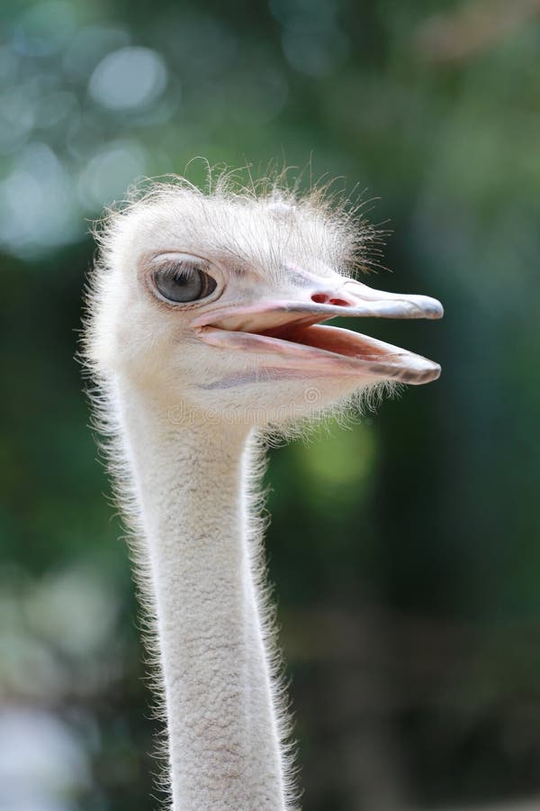 Portrait of ostrich stock photo. Image of african, head - 908104