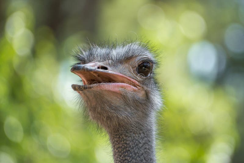 The Head of an Ostrich with High Detail. Stock Photo - Image of fauna ...
