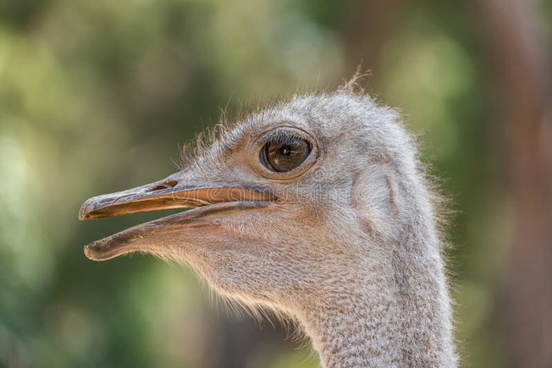 The Head of an Ostrich with High Detail. Stock Image - Image of face ...