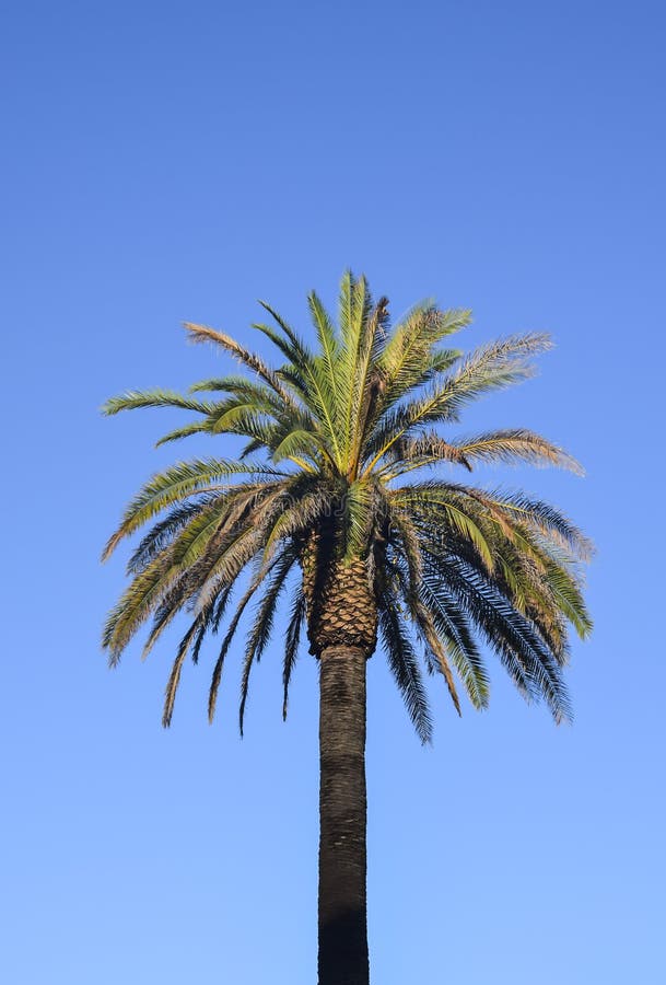 16,604 Palm Head Photos - Free & Royalty-Free Stock Photos from Dreamstime