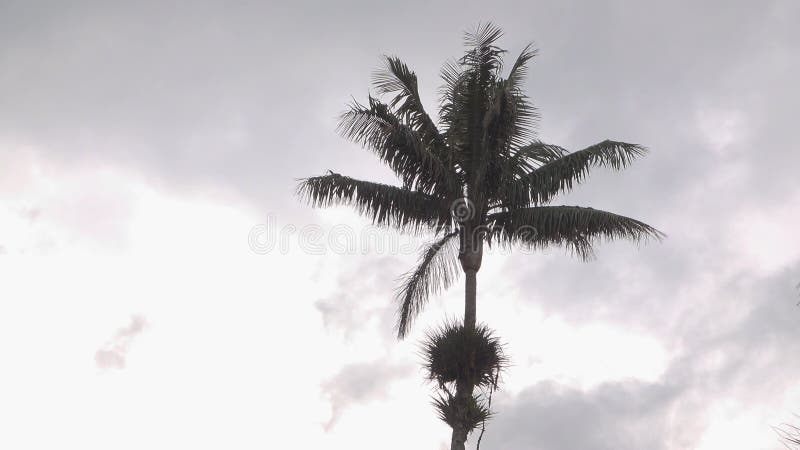 The Head of a Palm Tree in Front of the Clouds Stock Footage - Video of ...