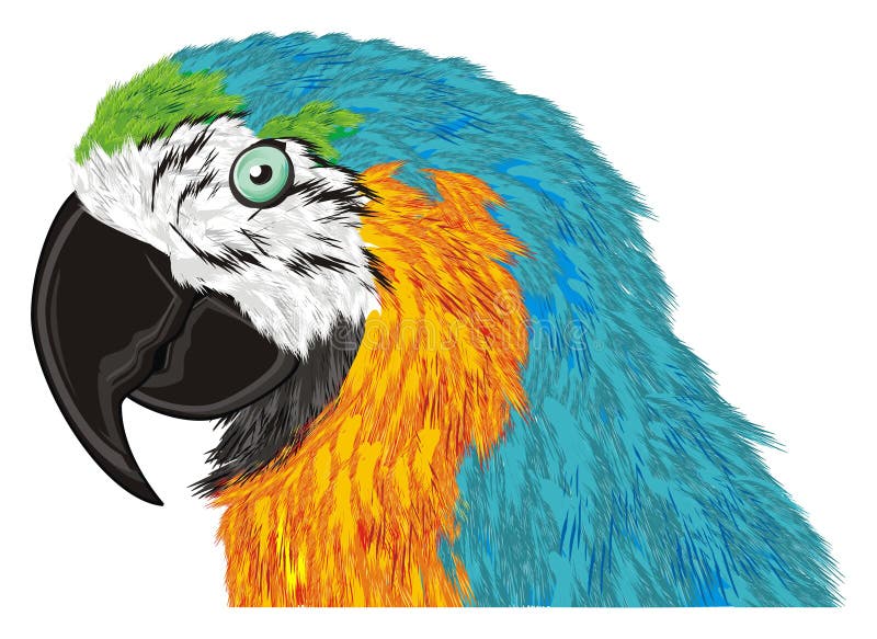 Parrot Head Stock Illustrations – 1,975 Parrot Head Stock Illustrations ...