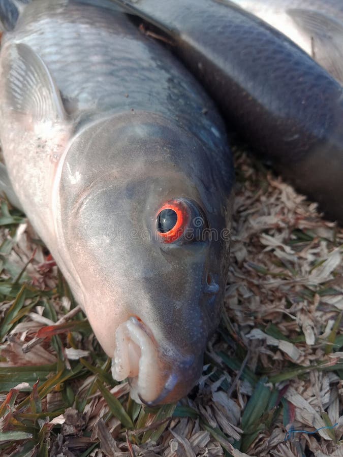 257 Catla Fish Stock Photos - Free & Royalty-Free Stock Photos from ...