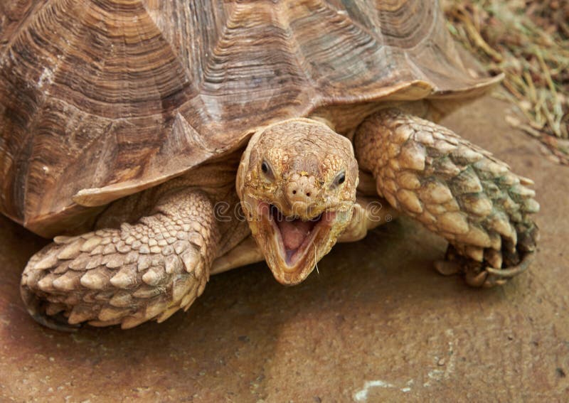 Tortoise head stock image. Image of scales, tortoiseshell - 3563