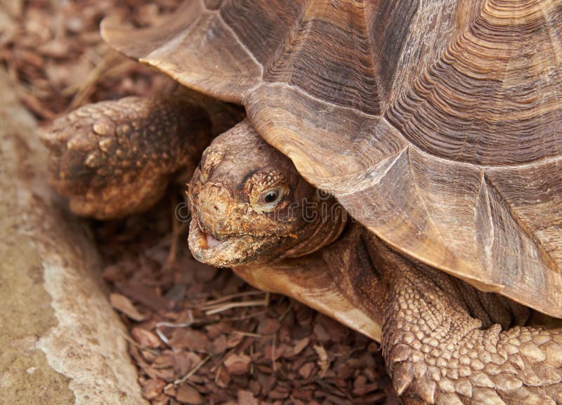 The Head and Part of the Shell African Spurred Tortoise Stock Image ...