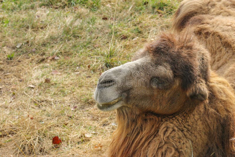 Head Part of Sitting Furry Camel on Grass Land. Stock Image - Image of ...