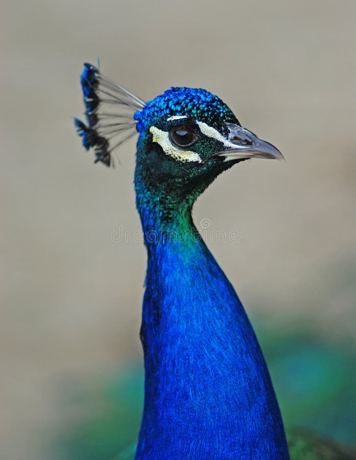 Head of Peacock stock image. Image of elegance, portrait - 35182857