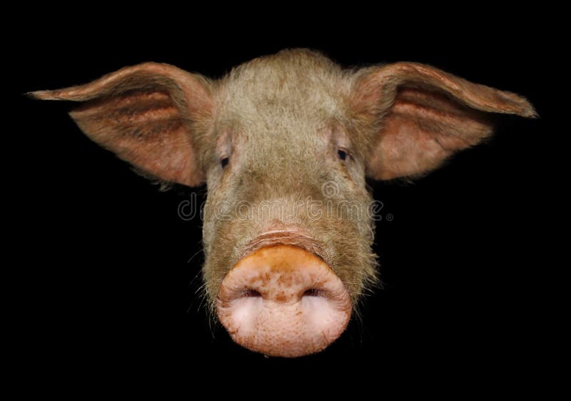 Head pig stock image. Image of head, fauna, mammalia - 22745439