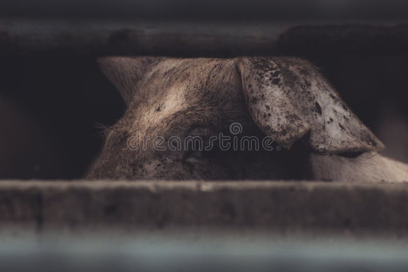 Head of a Pig Captured through a Fence on a Farm Stock Image - Image of ...