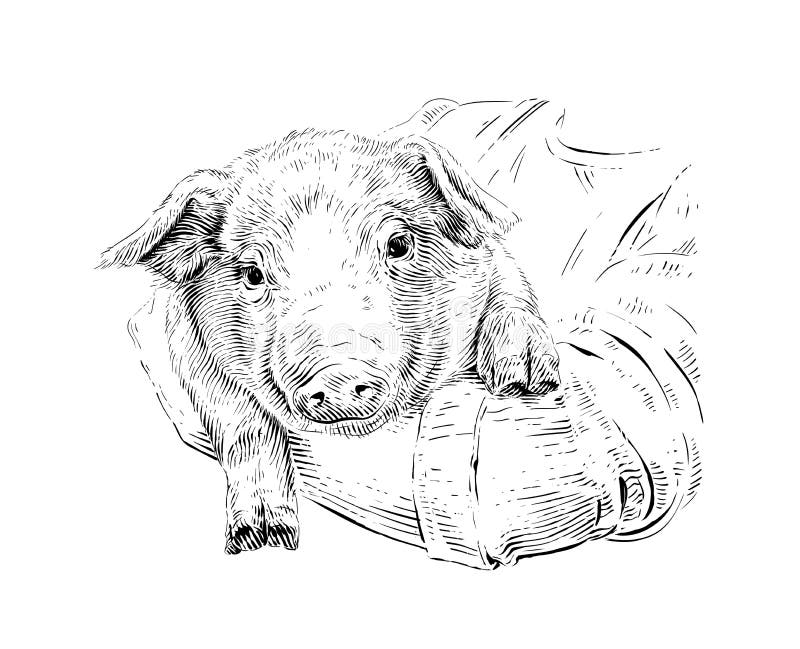 Head Piglet Hand Drawing Sketch Engraving Illustration Style Stock ...