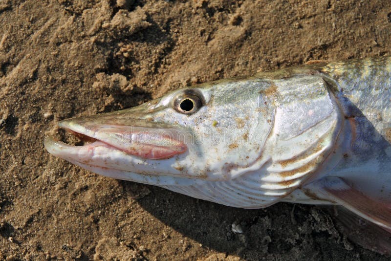 The head of pike stock image. Image of fish, fragment - 16424223