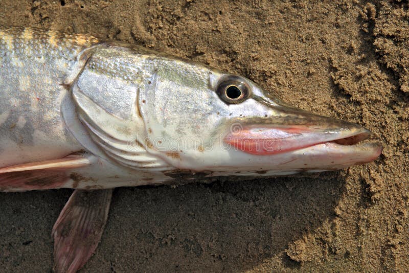 The head of pike stock image. Image of head, sand, fragment - 18540271