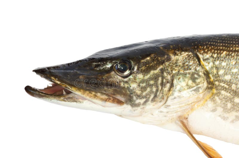 European Hake Fish Head stock photo. Image of european - 25746502