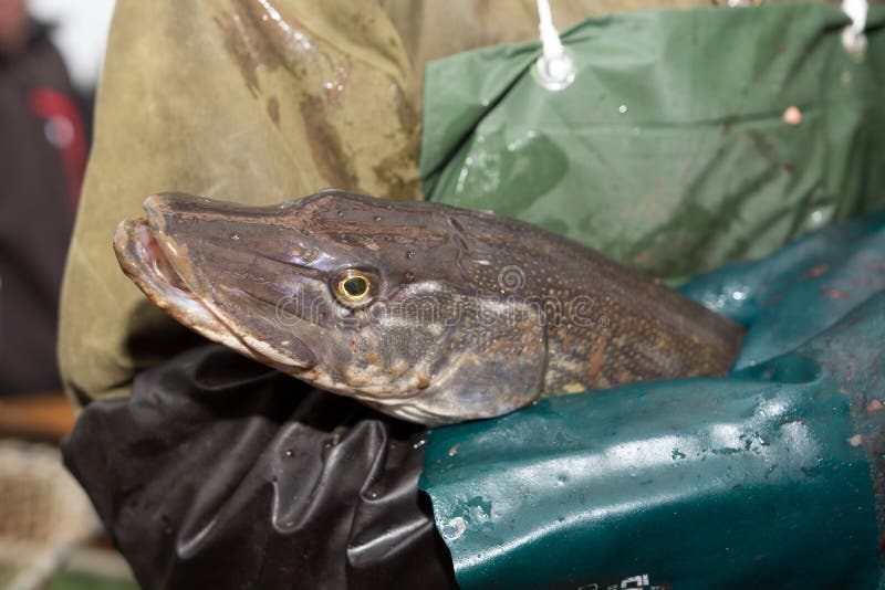 Head pike stock photo. Image of animal, fresh, sport - 49704394