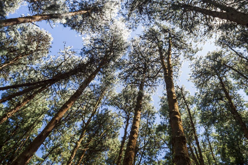 Head of the Pine Trees Forming a Beautiful Texture Pattern Background ...