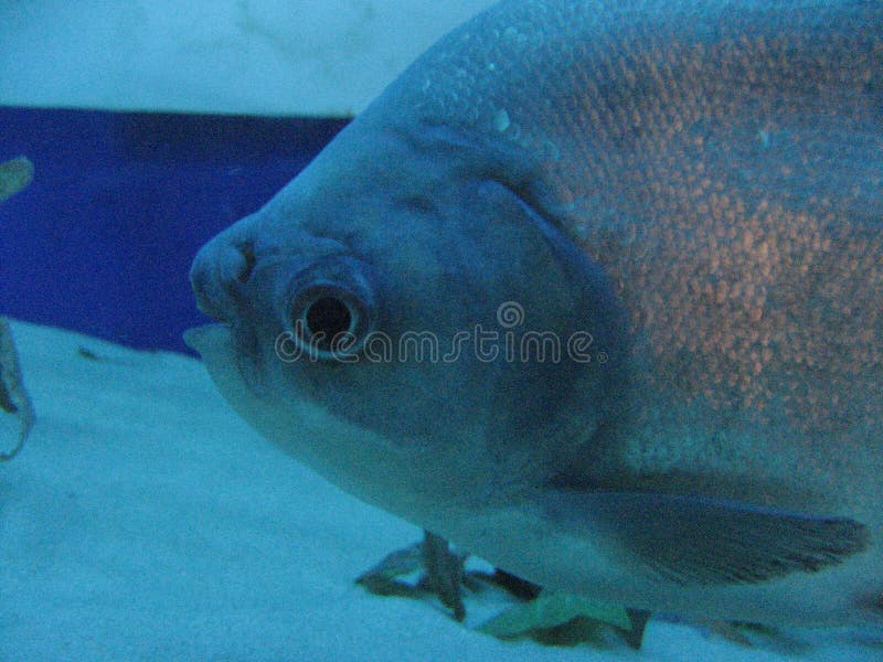 Head Of Piranha Picture. Image: 91779279