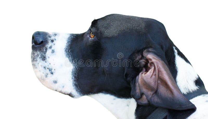 Head of Pointer (hunter Dog) Stock Image - Image of adorable, gundog ...