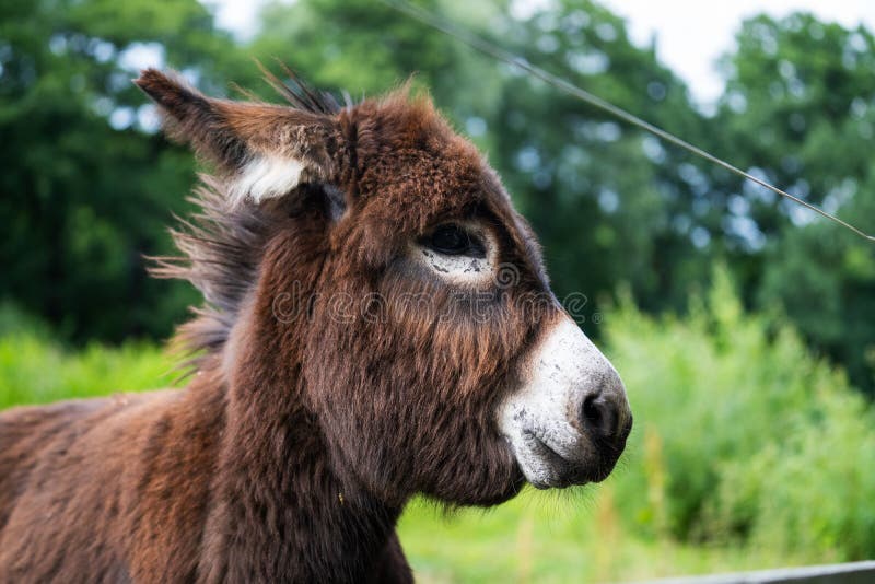 Are Poitevin Aggressive