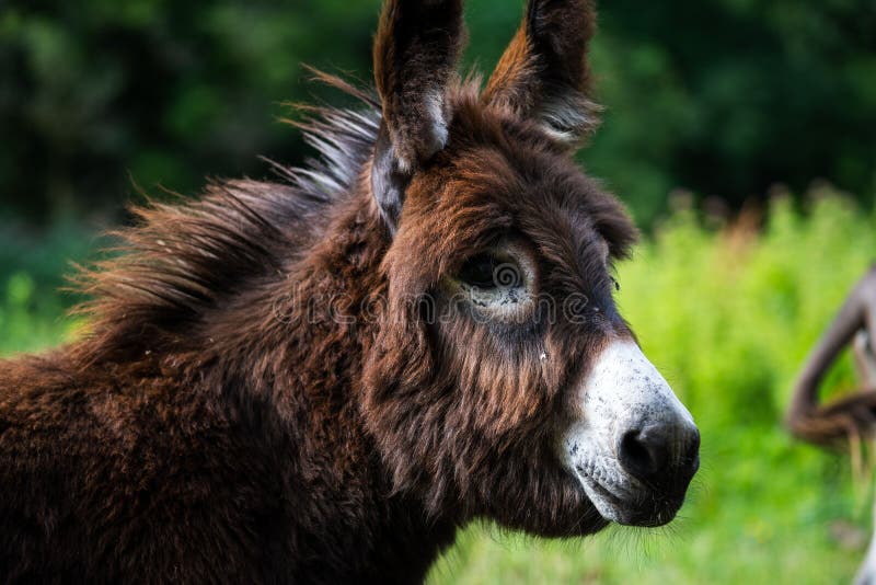 Are Poitevin Aggressive