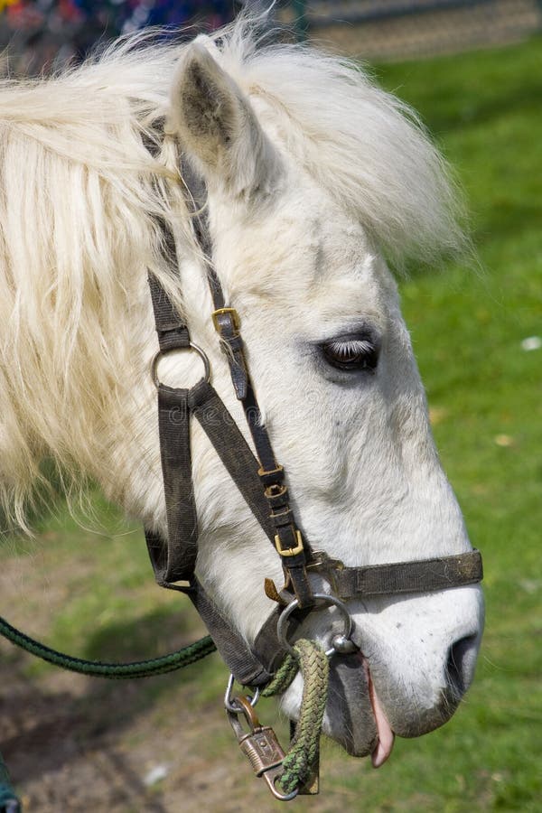 Head pony stock image. Image of summer, autumn, look - 61997969