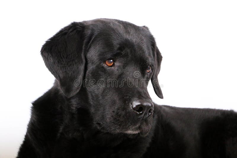 A Head Portrait from a Black Labrador Retriever in Front of a Hite ...