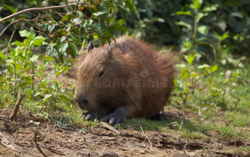Capybara Hydrochoerus Hydrochaeris with Three Babies Feeding in the ... Capybara Hydrochoerus Hydrochaeris with Three Babies Feeding in the ...