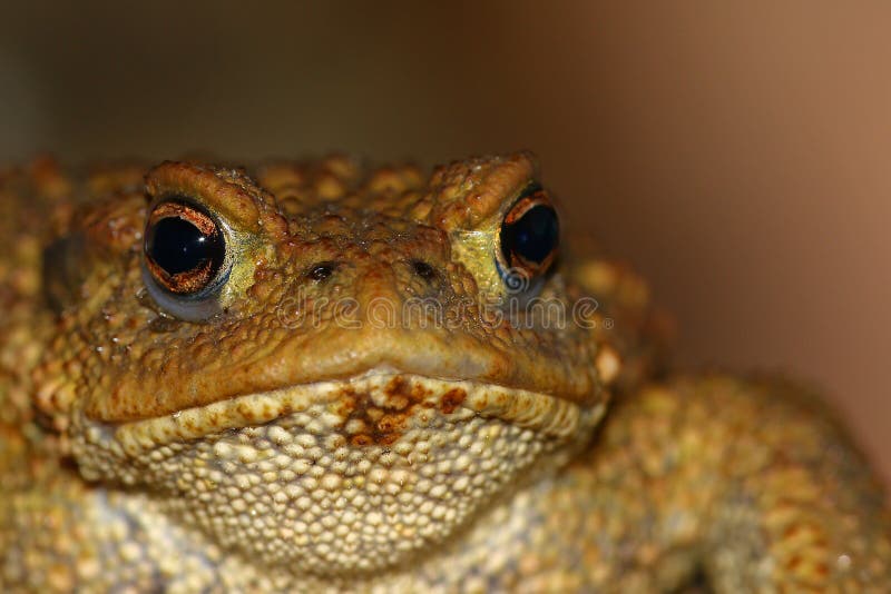 Head Portrait of a Common Toad Stock Photo - Image of skin, portrait ...