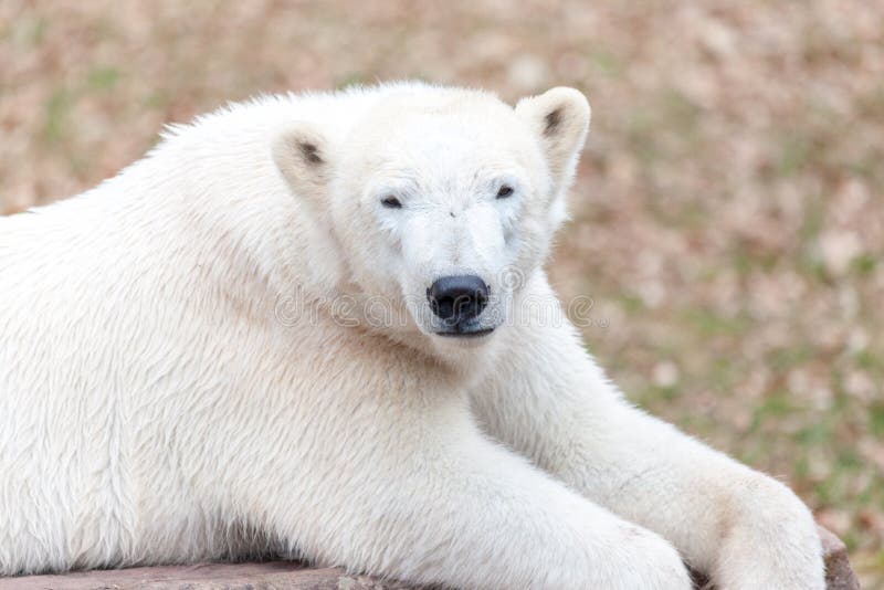 Head Portrait of an Ice Bear Stock Image - Image of icebear, curious ...