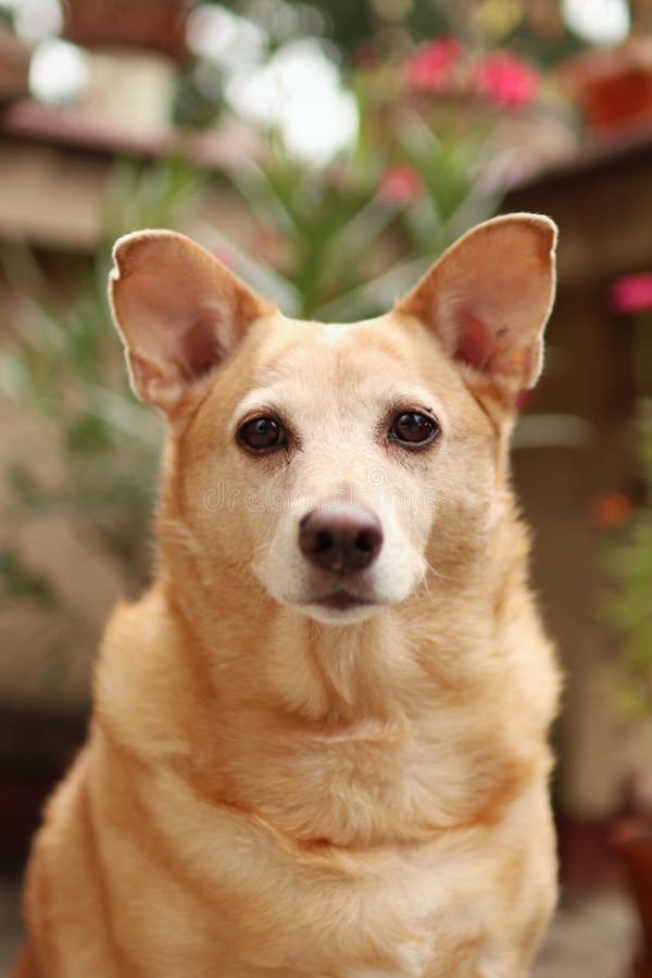 Head Portrait of Light Brown Dog with Flowers Background Stock Image ...