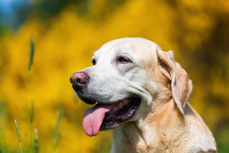 Head Portrait of an Old Labrador Retriever Stock Image - Image of rural ...