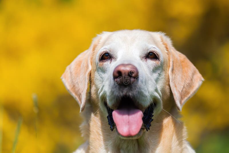 Head Portrait of an Old Labrador Retriever Stock Photo - Image of ...
