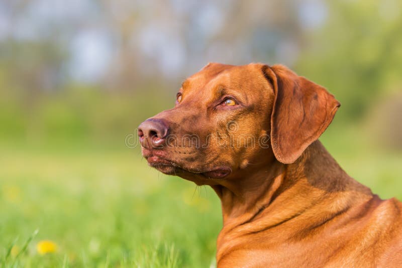 Head Portrait of a Rhodesian Ridgeback Stock Photo - Image of meadow ...