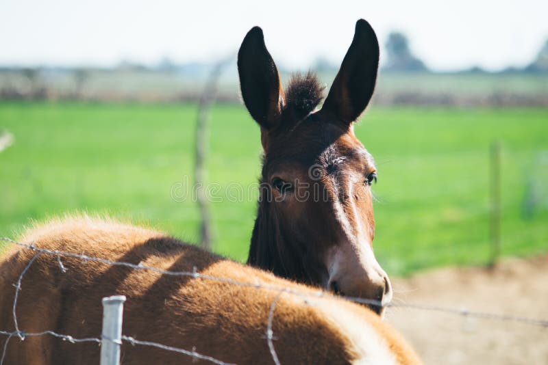 Head Portrait of a Young Mule Stock Image - Image of countryside ...