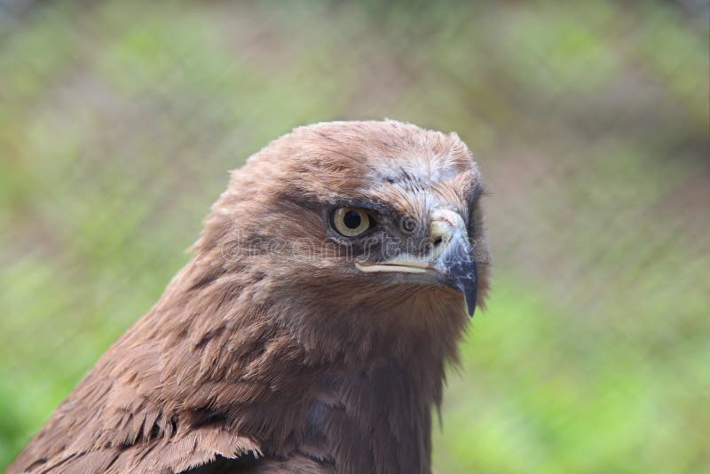 Head of predatory bird stock image. Image of sits, claws - 20004411