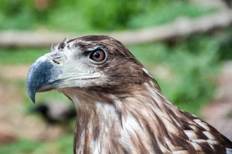 The Predatory Hawk and Its Sharp Eye Stock Image - Image of nature ...